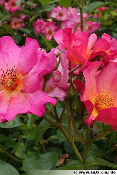 Bien choisir un rosier