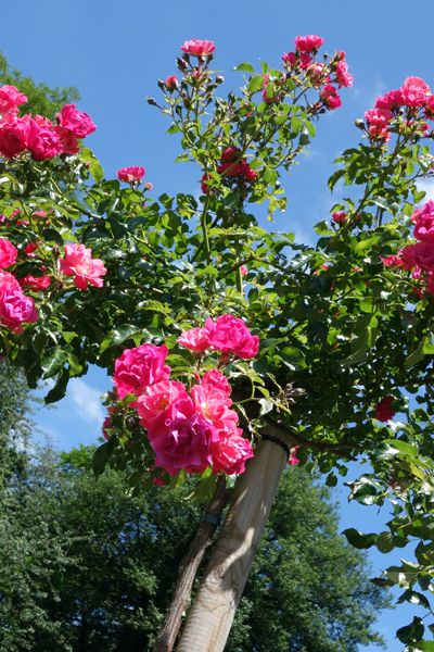 Le rosier tige, plantation, entretien et taille