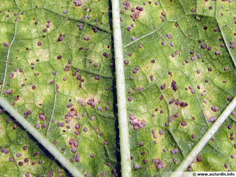 Rouille, Puccinia recondita : symptômes et traitements