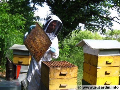 Les éléments de la ruche
