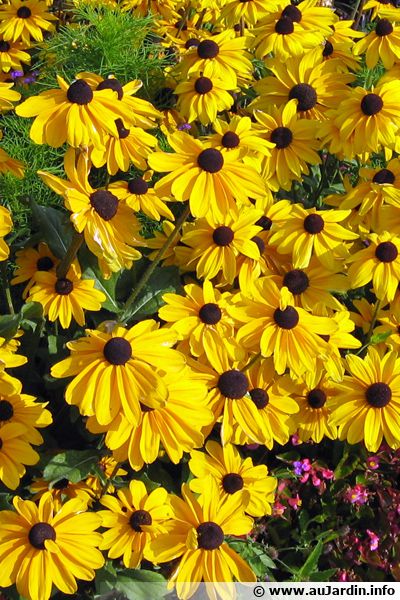 Rudbeckia : planter, cultiver, multiplier