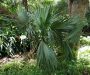 Chou palmiste, Palmetto, Sabal palmiste, Sabal palmetto : planter ...
