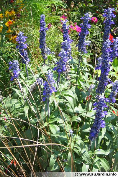 Sauge farineuse, Salvia farinacea : planter, cultiver, multiplier