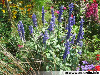 Sauge farineuse, Salvia farinacea : planter, cultiver, multiplier
