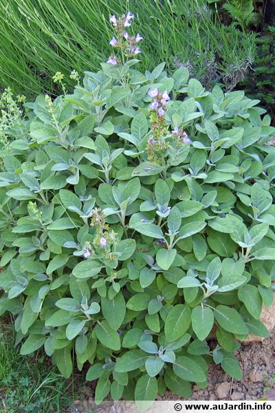 Sauge officinale : planter, cultiver, récolter