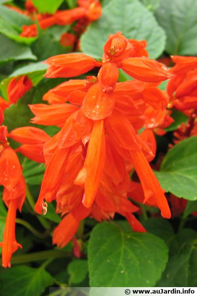 Sauge éclatante, Salvia splendens : planter, cultiver, multiplier