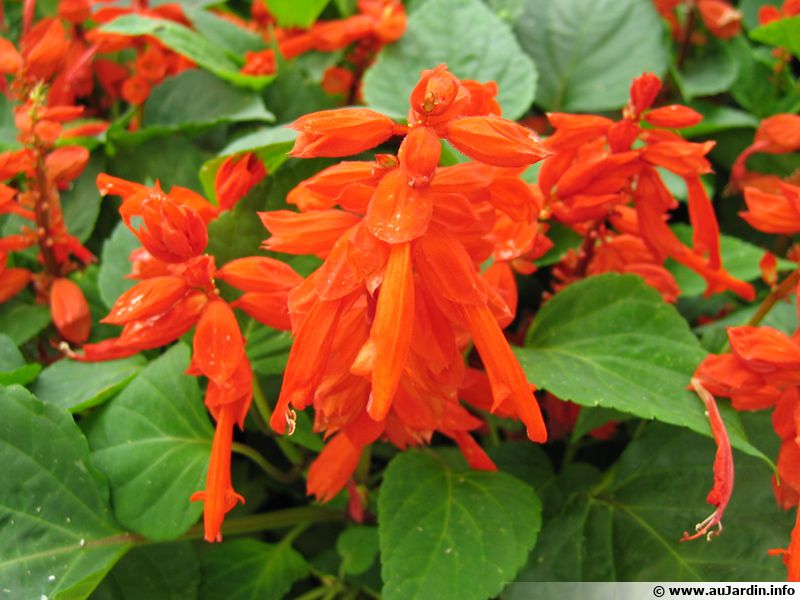 Sauge éclatante, Salvia splendens : planter, cultiver, multiplier