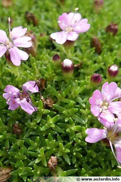 Silène acaule, Silene acaulis : planter, cultiver, multiplier