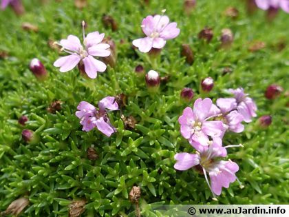 Silène acaule, Silene acaulis : planter, cultiver, multiplier