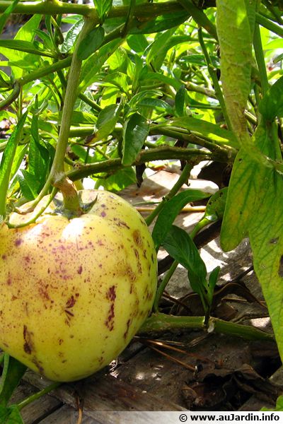 Poire-melon, Pépino Morelle de Wallis : planter, cultiver, récolter