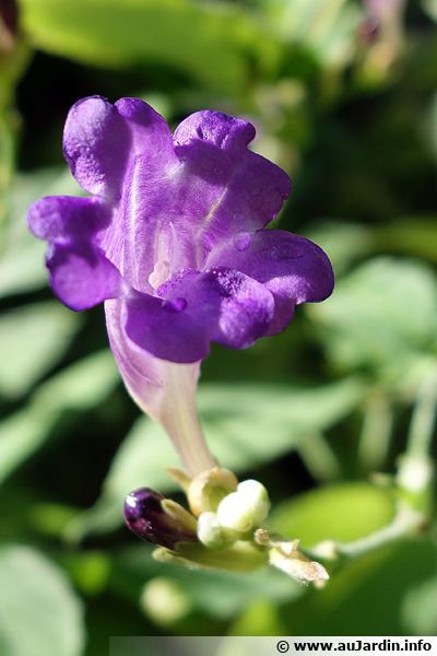 Strobilanthe à fleurs de penstemon, Strobilanthes penstemonoides ...