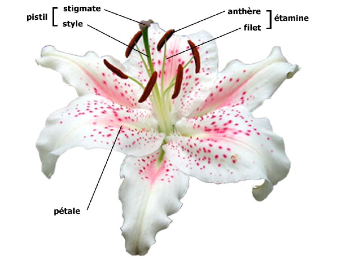 Fleur D'angiosperme