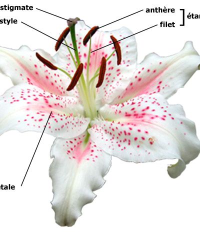 La structure d'une fleur