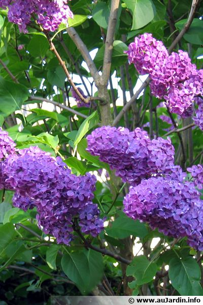 Lilas commun, Syringa vulgaris : planter, cultiver, multiplier