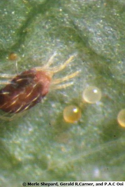 Les acariens, les araignées rouges