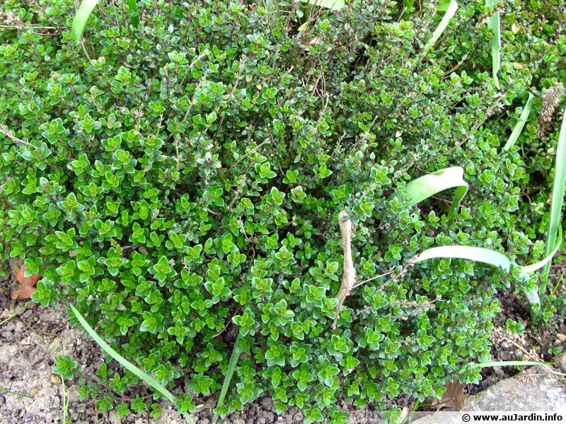 Thym : planter, cultiver, récolter