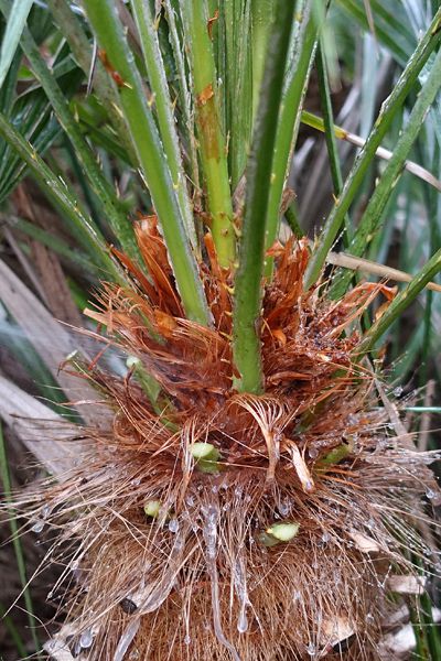 Le nématode Steinernema carpocapsae
