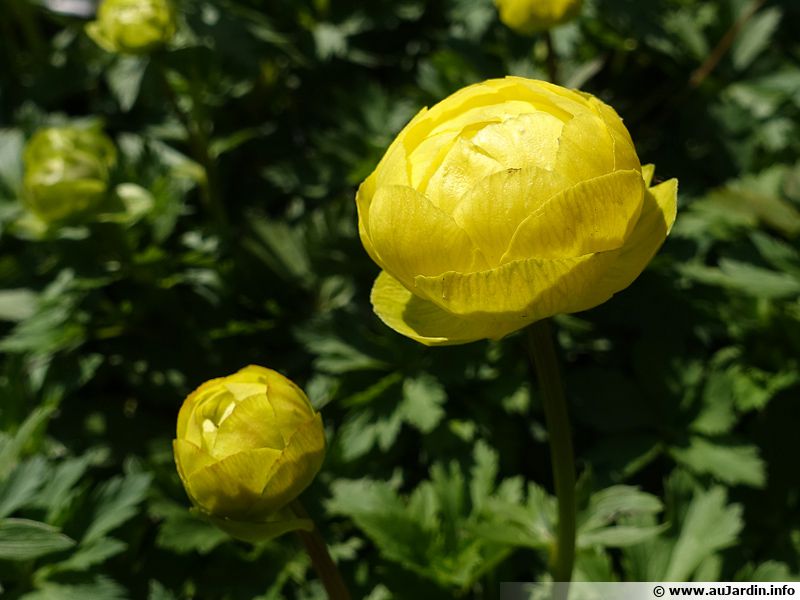 Boule d'or, Trolle d'Europe, Trolle des montagnes, Trollius europaeus ...