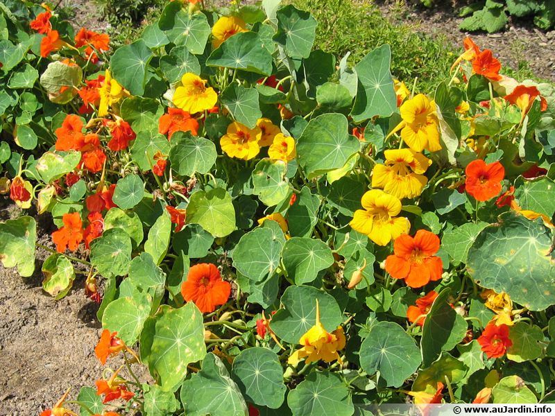 Capucine des jardins, Grande capucine, Tropaeolum majus : planter ...