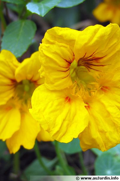 Les plantes annuelles