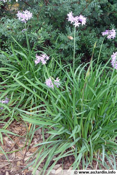 Ail violet d’Afrique du sud, Tulbaghie violette, Tulbaghia violacea ...