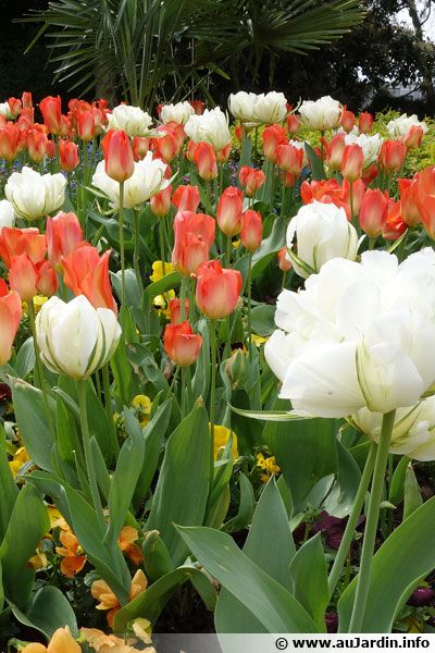 Comment réussir son jardin de tulipes