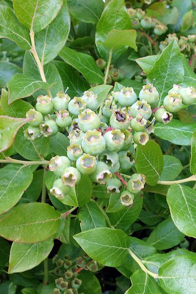 La myrtille, un fruit sauvage apprivoisé