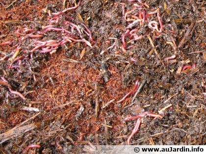 Les vers de compost