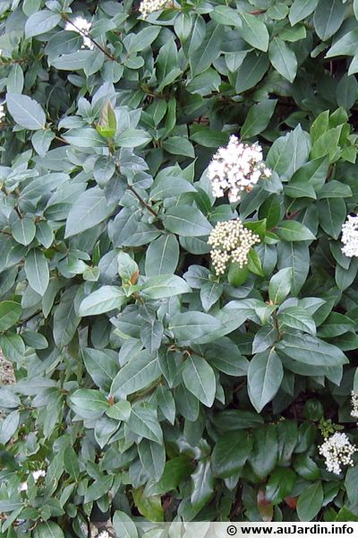 Laurier-tin, Viburnum tinus : planter, cultiver, multiplier