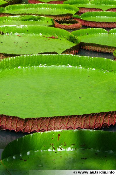 La feuille, l'élément indispensable à la survie des plantes
