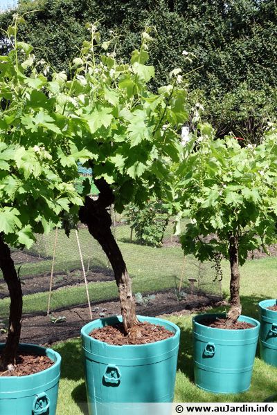 Cultiver la vigne en pot