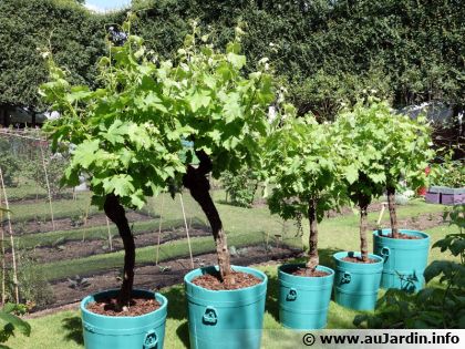 Cultiver la vigne en pot