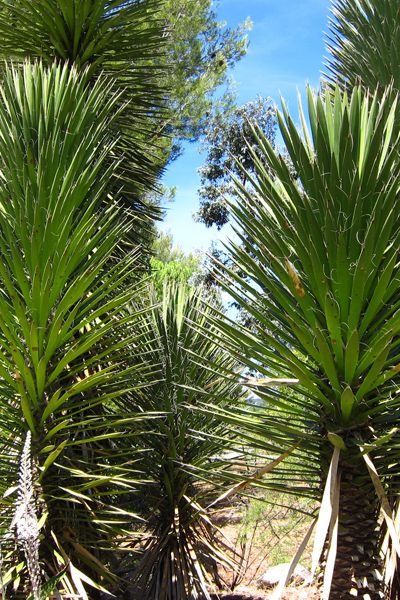 Palmier noir, Yucca decipiens : planter, cultiver, multiplier