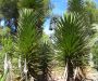 Haworthia decipiens : planter, cultiver, multiplier
