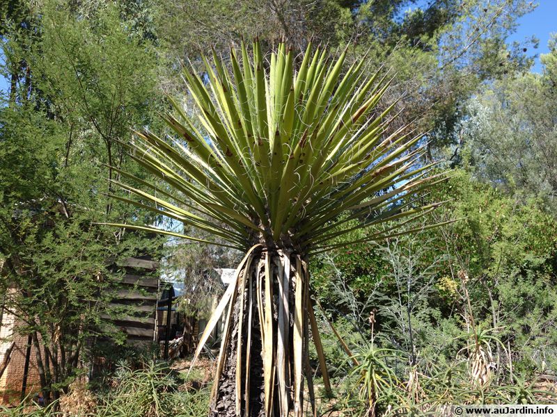 Yucca de Faxon, Yucca faxoniana : planter, cultiver, multiplier