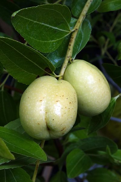 Jujubier Lang, Dattier chinois, Datte rouge : planter, cultiver, récolter