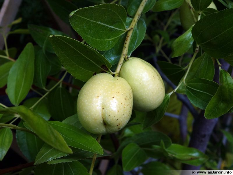 Jujubier Lang, Dattier chinois, Datte rouge : planter, cultiver, récolter