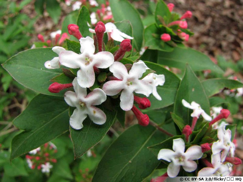Abélia parfumé, Abelia mosanensis : planter, cultiver, multiplier