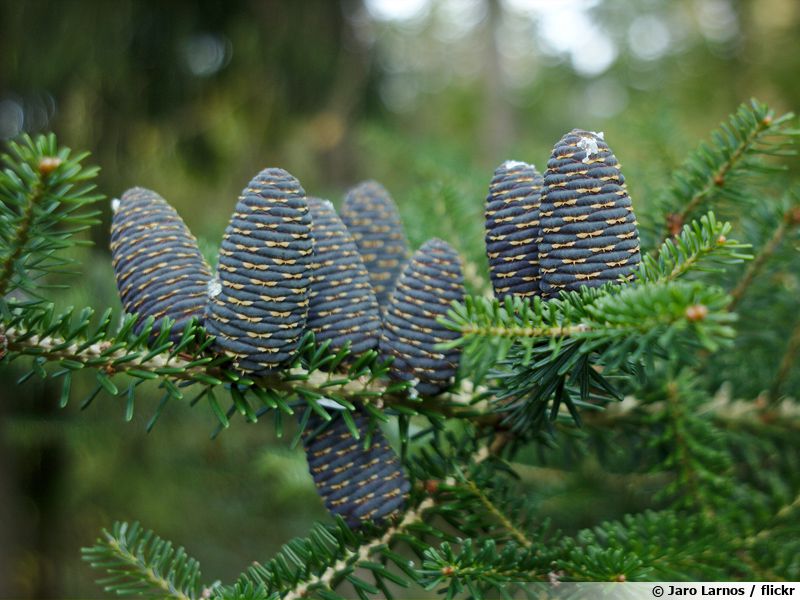 Sapin de Corée, Abies koreana : planter, cultiver, multiplier