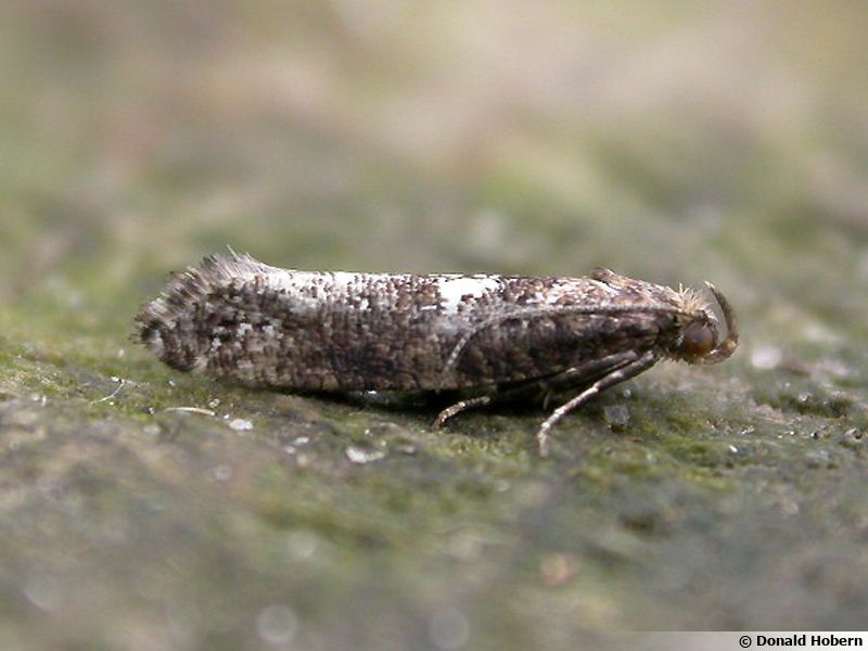 Teigne du poireau, Acrolepiopsis assectella : symptômes et traitements