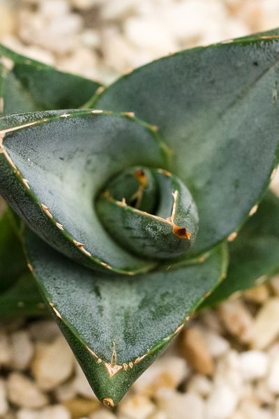 Agave nain, Agave miniature, Agave pumila : planter, cultiver, multiplier
