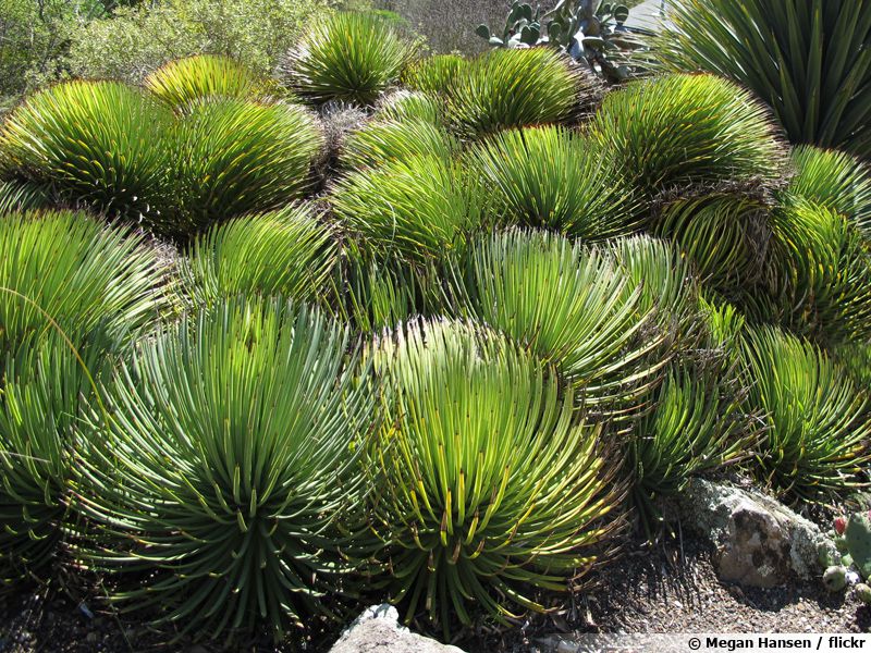 Agave hérisson, Agave stricta : planter, cultiver, multiplier