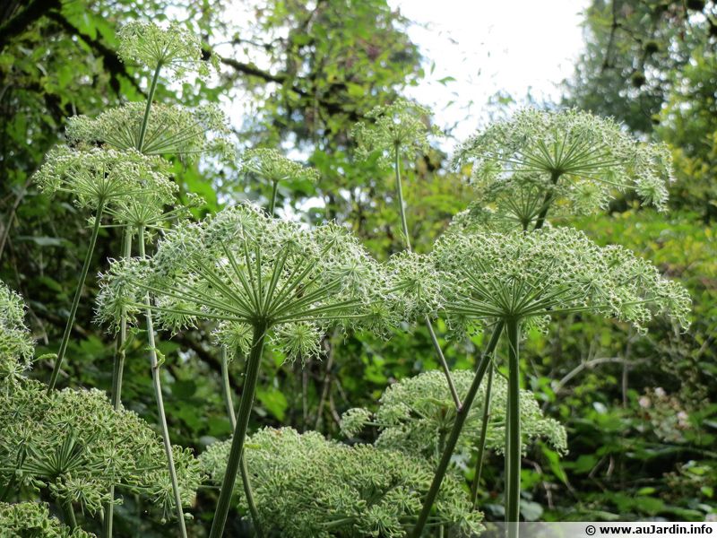 Angélique sauvage, Angélique des près ou des bois, Faux panais ...