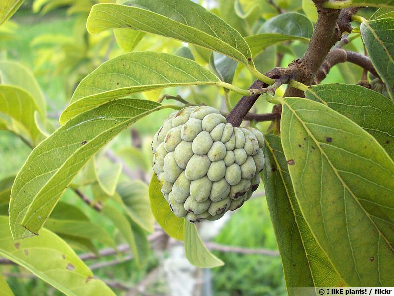 Pomme cannelle, Attier : planter, cultiver, récolter