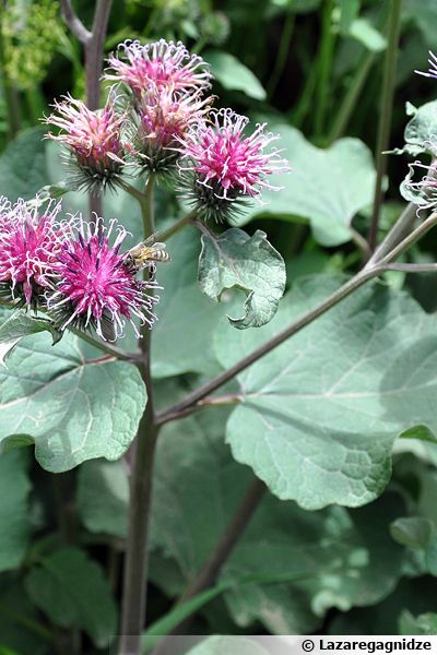 Grande bardane, Bardane cultivée, Bardane officinale : planter ...