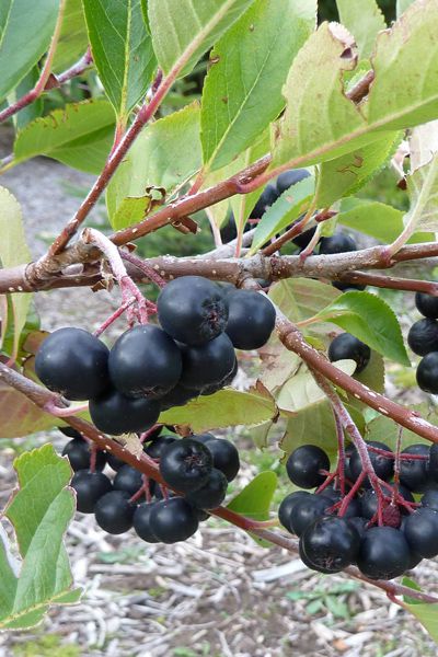 Aronie à fruits noirs, Aronia noir : planter, cultiver, récolter