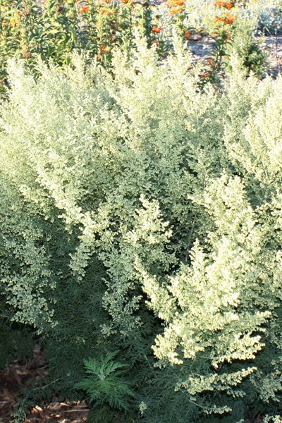 Armoise d'Afrique, Absinthe africaine : planter, cultiver, récolter