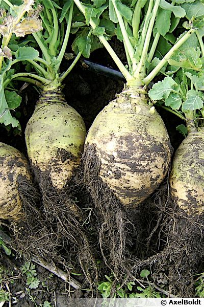 Rutabaga, Chou-navet : planter, cultiver, récolter