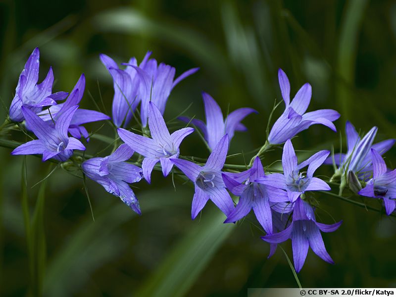 Raiponce légume, Campanule raiponce, Rave sauvage, Bâton de Saint ...