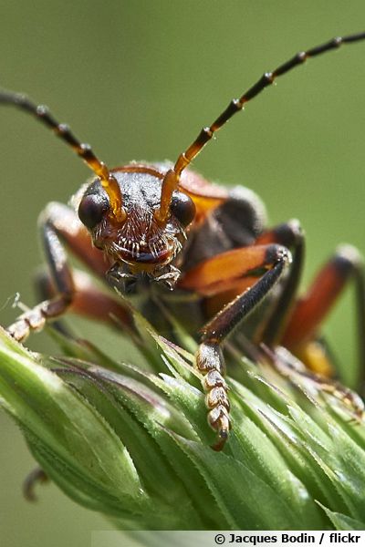 Les cantharides, mieux que les coccinelles